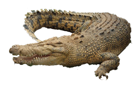 Crocodile Image PNG Transparent Background, Free Download #37517 ...