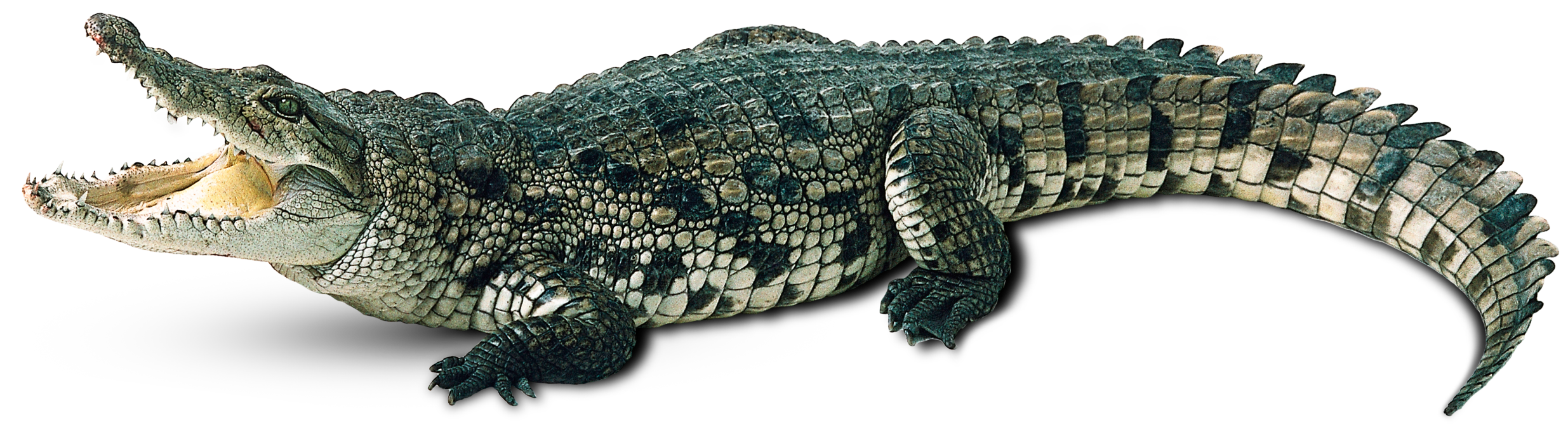 Crocodile Picture PNG Transparent Background, Free Download #37511 ...