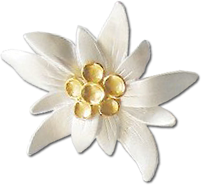 Daisy Shaped Yellow White Edelweiss Picture PNG Transparent Background ...