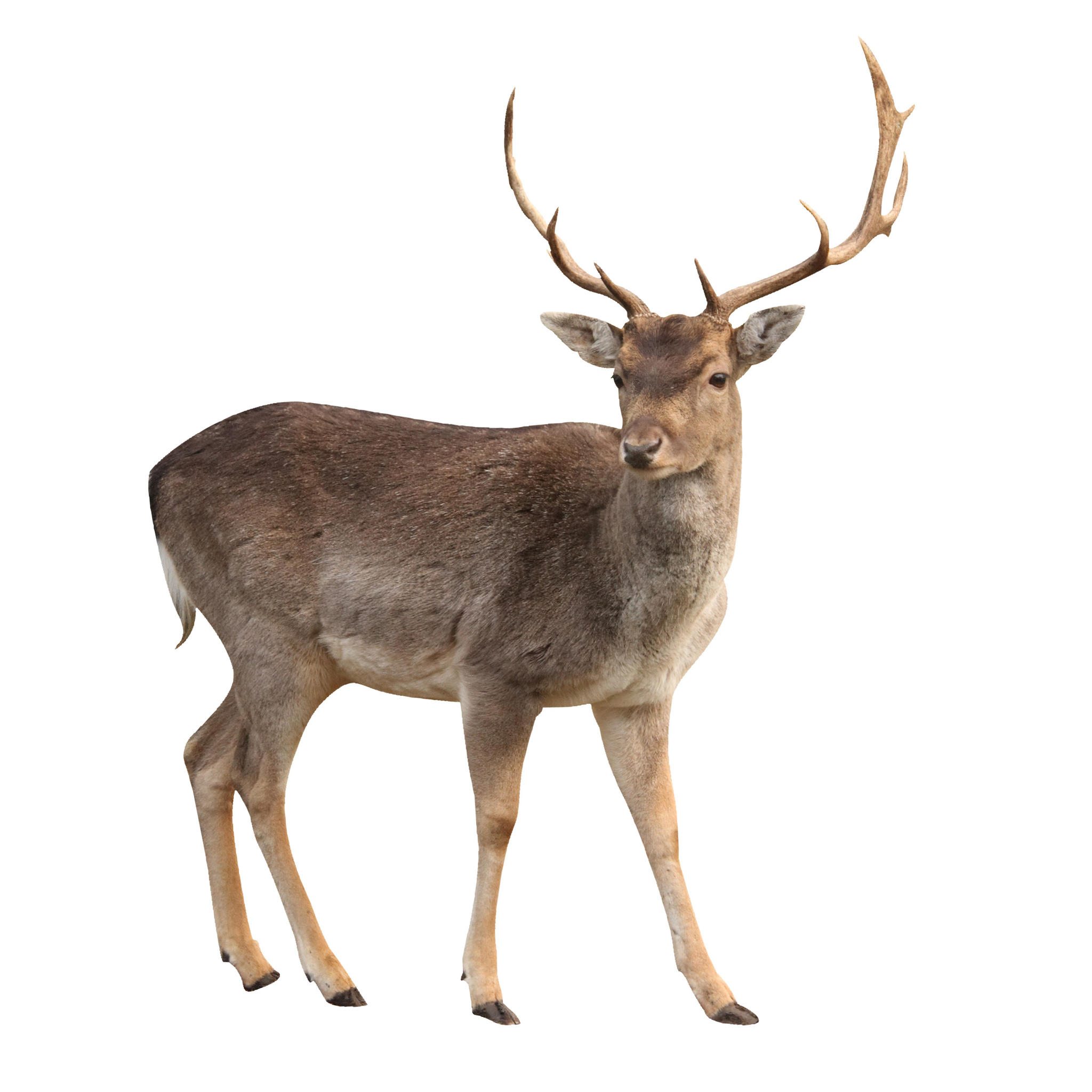 Download And Use Deer Clipart PNG Transparent Background, Free Download ...