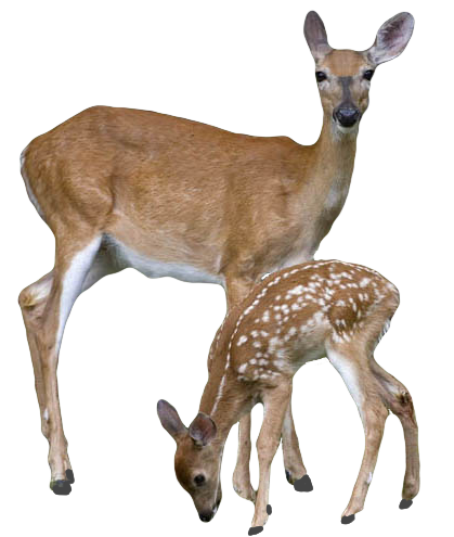 Deer PNG, Deer Transparent Background - FreeIconsPNG