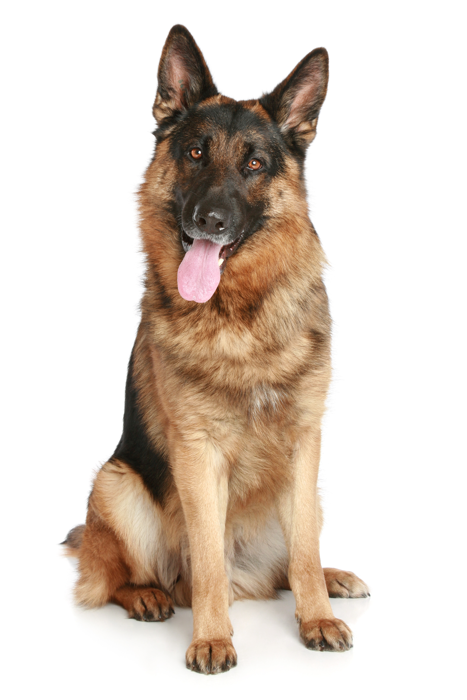 Dog PNG, Dog Transparent Background - FreeIconsPNG