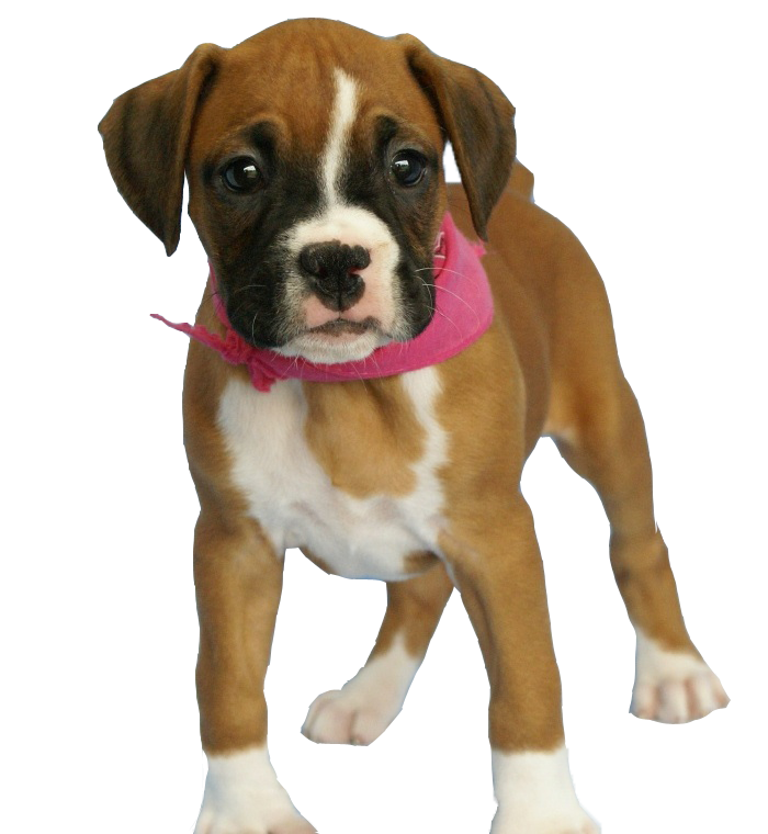 Download Free High Quality Dog Images PNG Transparent Background, Free ...