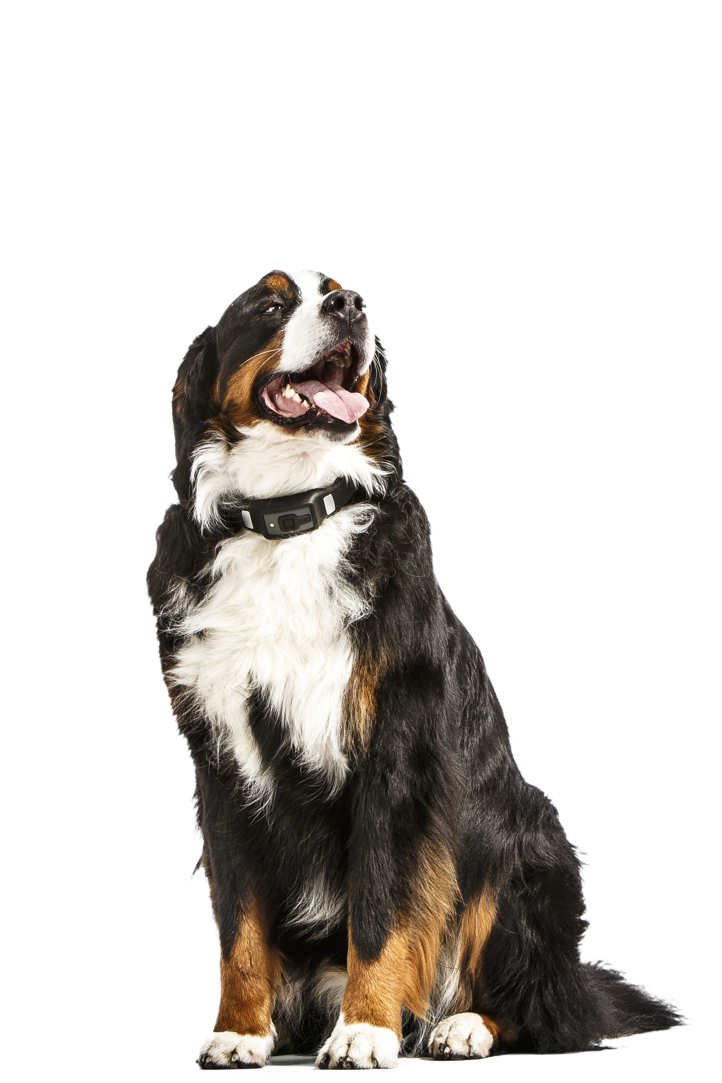 Dog Png Transparent