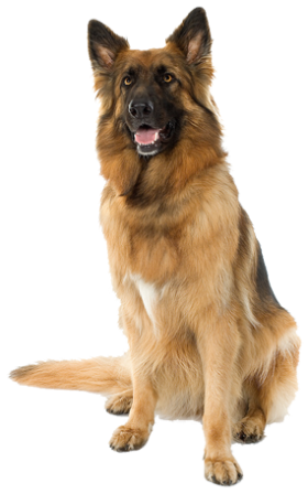 Dog PNG, Dog Transparent Background - FreeIconsPNG