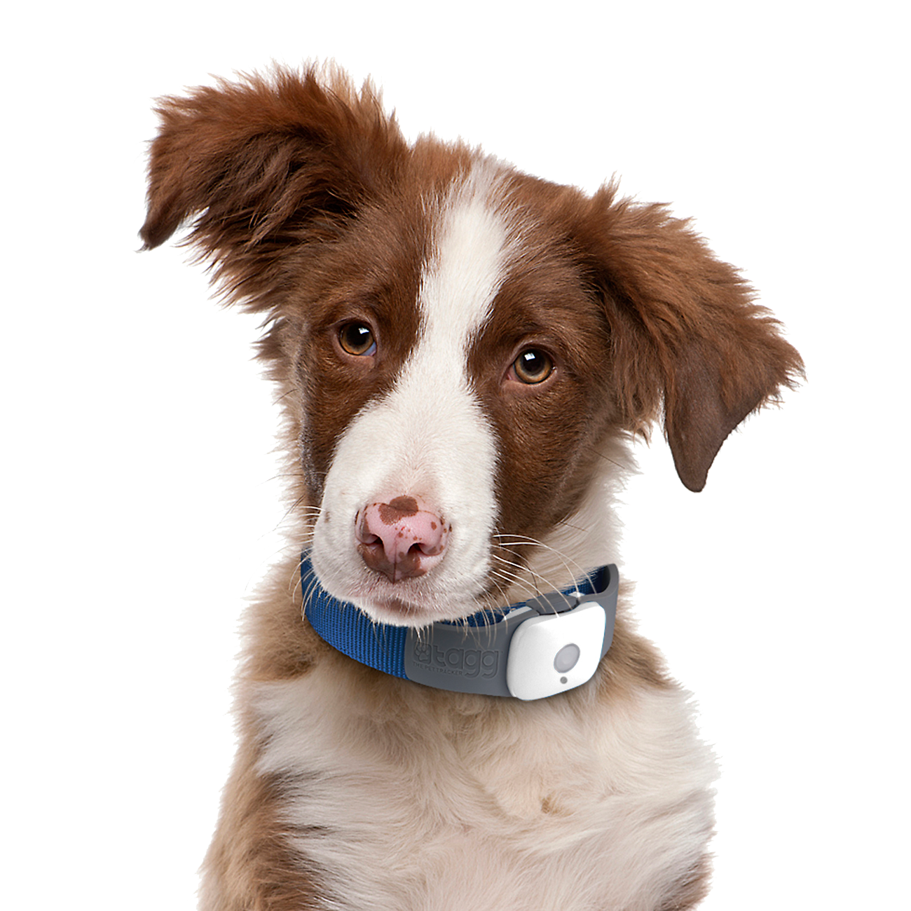 Dog PNG Dog Transparent Background FreeIconsPNG dog-png-dog-transparent-background-freeiconspng