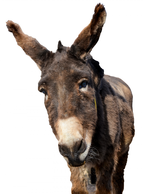Donkey Head PNG Transparent Background, Free Download #47504 - FreeIconsPNG