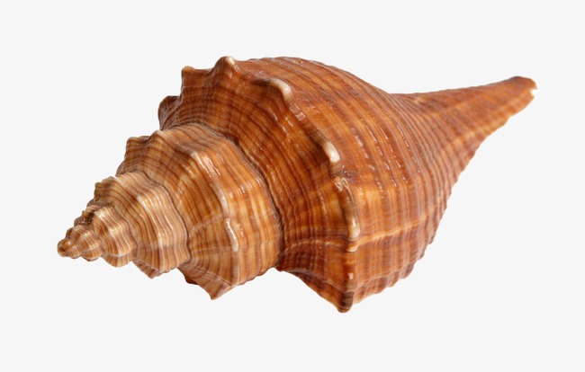 Download Conch High Resolution PNG Transparent Background, Free ...