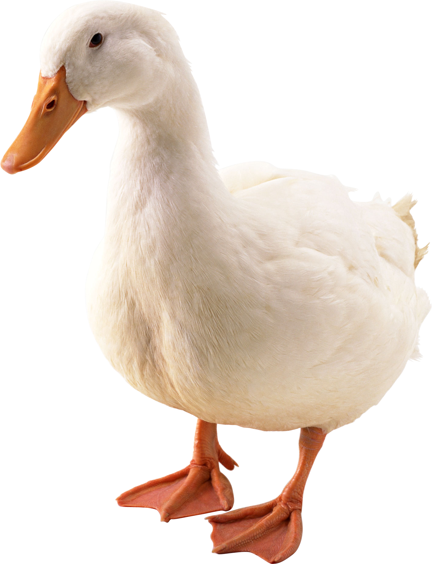 Picture Duck PNG Transparent Background, Free Download #20145 ...