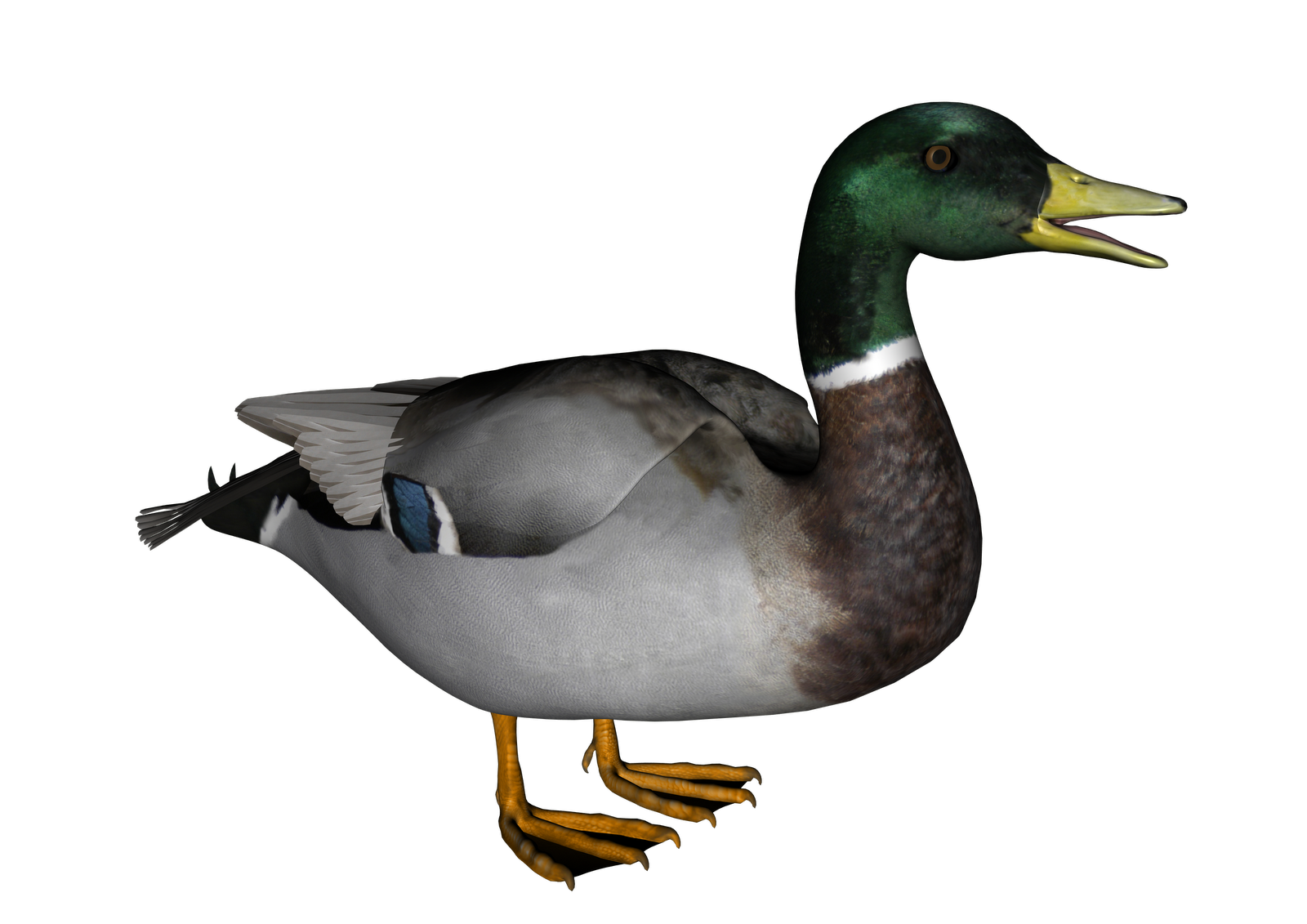 Download Free High Quality Duck Images PNG Transparent Background, Free ...