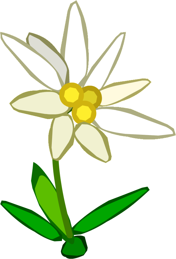 Edelweiss Picture Drawn On Paper PNG Transparent Background, Free ...