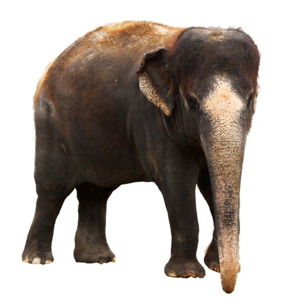 Download High Quality Elephant PNG Transparent Background, Free ...