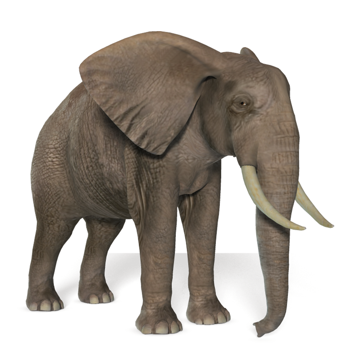 Elephant Picture PNG Transparent Background, Free Download #43228 ...
