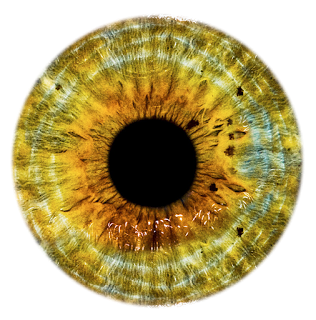 Eye PNG, Eye Transparent Background - FreeIconsPNG