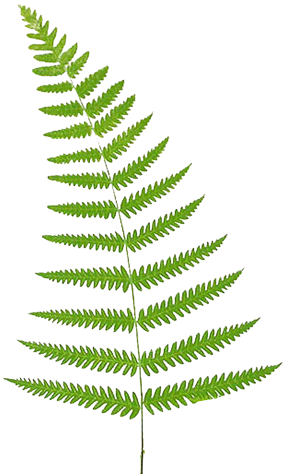 Free Download Of Ferns Icon Clipart PNG Transparent Background, Free ...