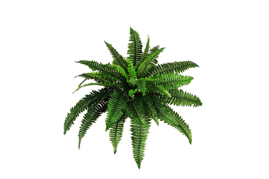 Hd Ferns Image In Our System PNG Transparent Background, Free Download ...