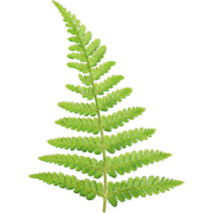 Ferns Free Download PNG Transparent Background, Free Download #26195 ...