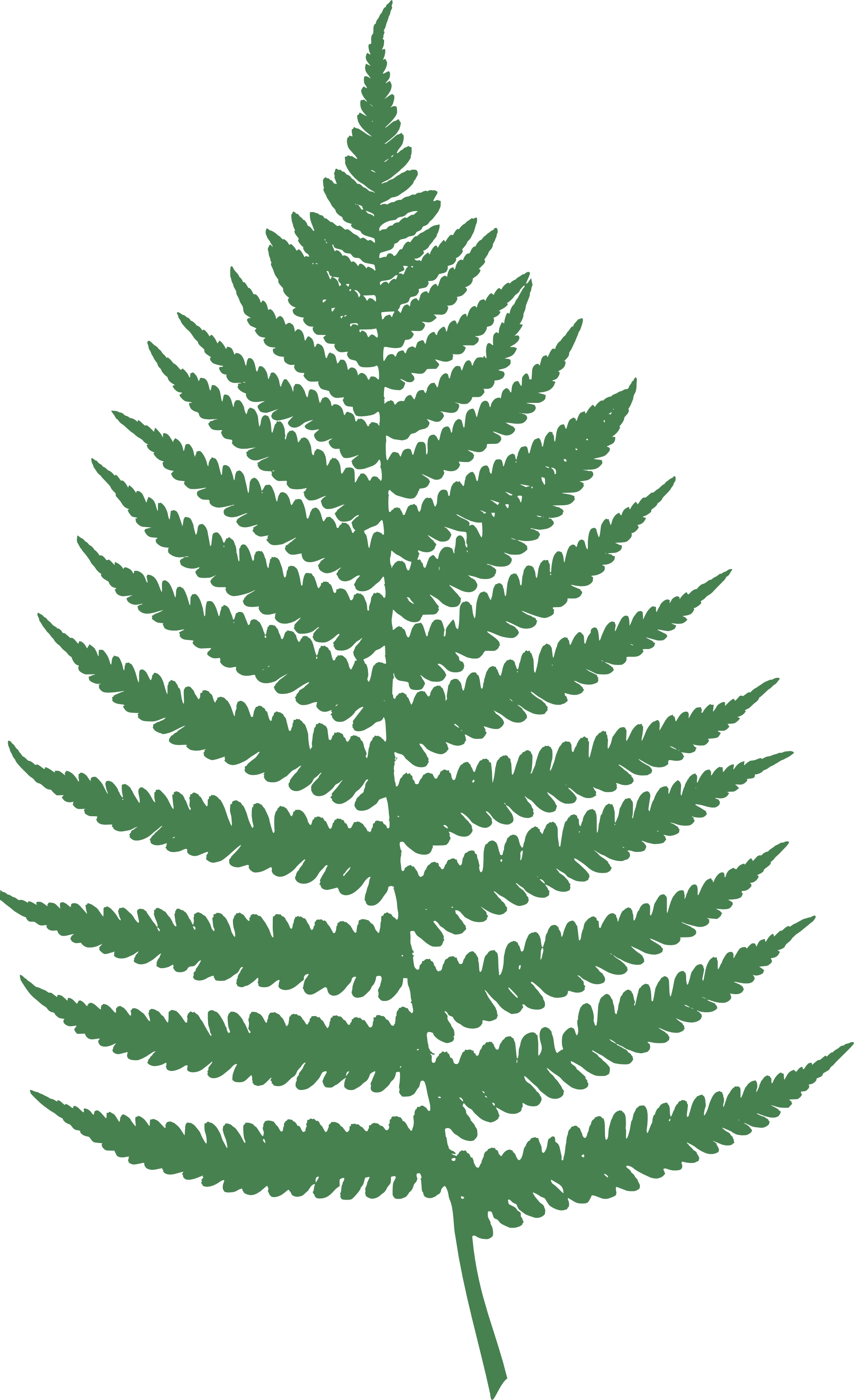Ferns In PNG Transparent Background, Free Download #26196 - FreeIconsPNG
