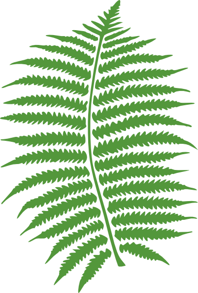 Ferns In PNG Transparent Background, Free Download #26201 - FreeIconsPNG