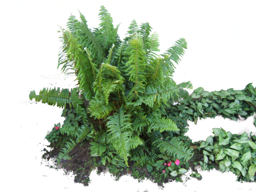 Ferns PNG, Ferns Transparent Background - FreeIconsPNG
