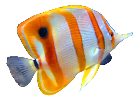 Fish PNG, Fish Transparent Background - FreeIconsPNG