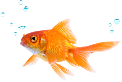 Fish Water PNG, Fish Water Transparent Background - FreeIconsPNG