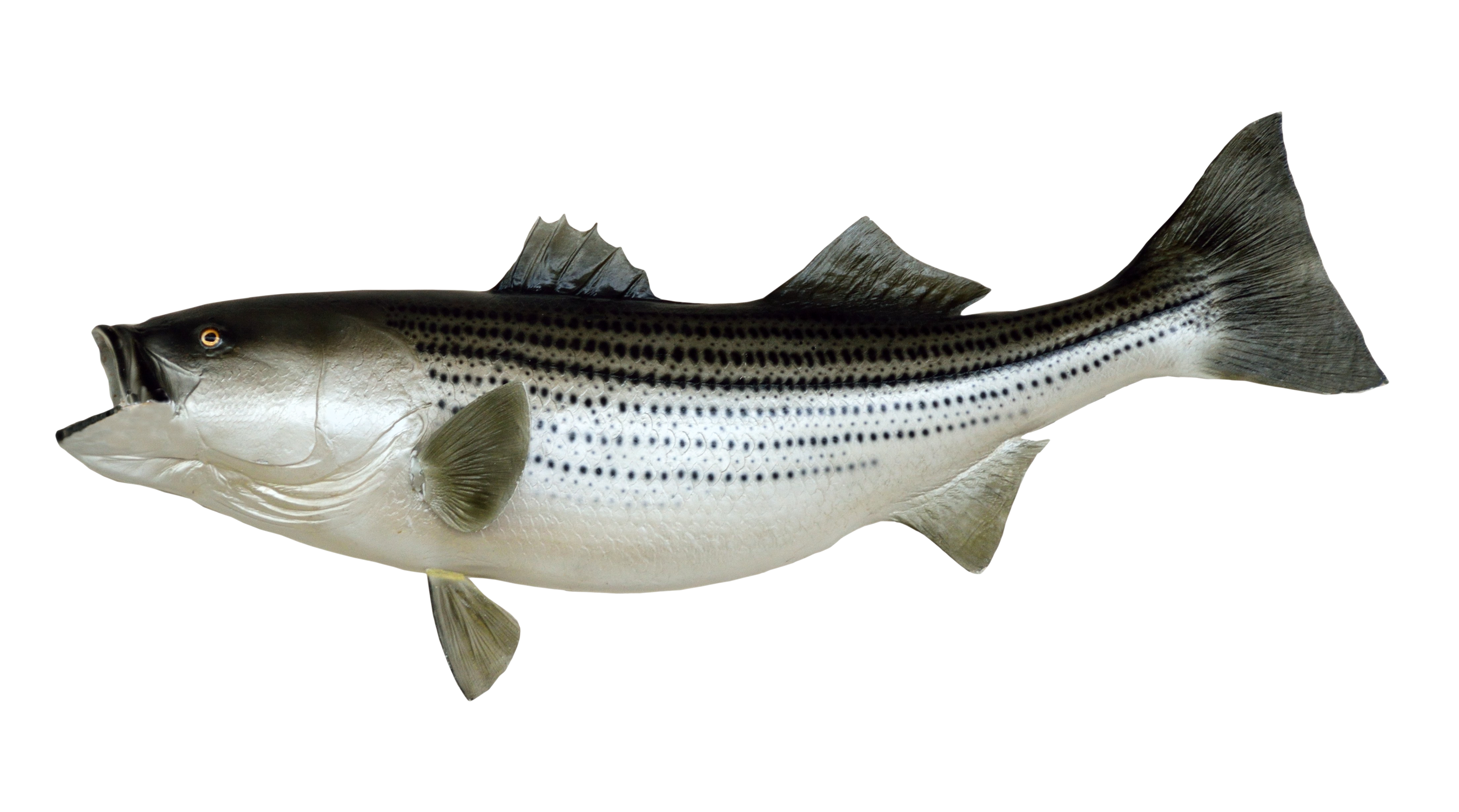 Fish PNG Transparent 41466 Free Icons And PNG Backgrounds