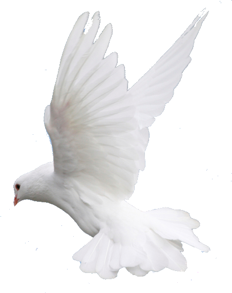 Fly, Flying, Dove, Wedding Image PNG Transparent Background, Free ...