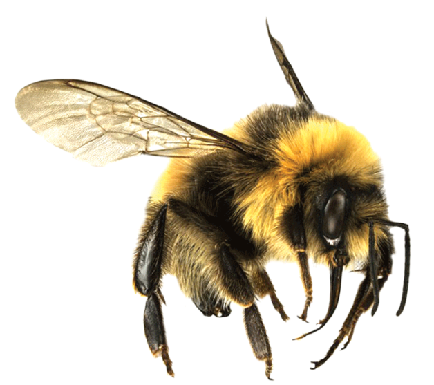 Free Download Of Bee Icon Clipart 12 PNG Transparent Background, Free ...