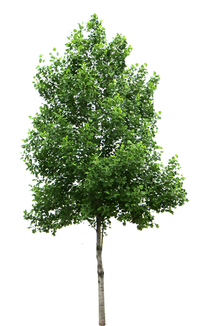 Tree PNG Images - Free Icons and PNG Backgrounds
