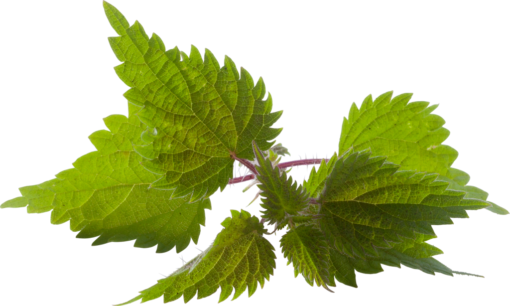 Nettle PNG, Nettle Transparent Background - FreeIconsPNG