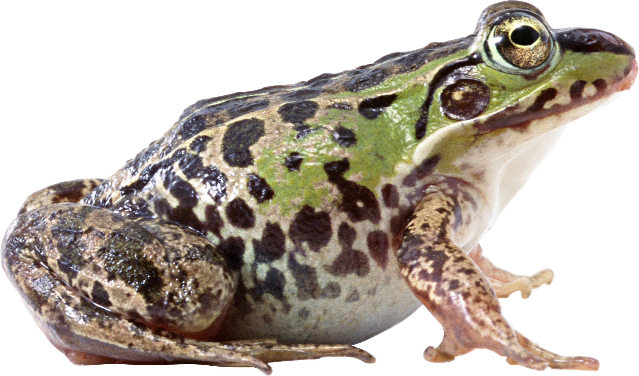 Frog Image PNG Transparent Background, Free Download #43148 - FreeIconsPNG