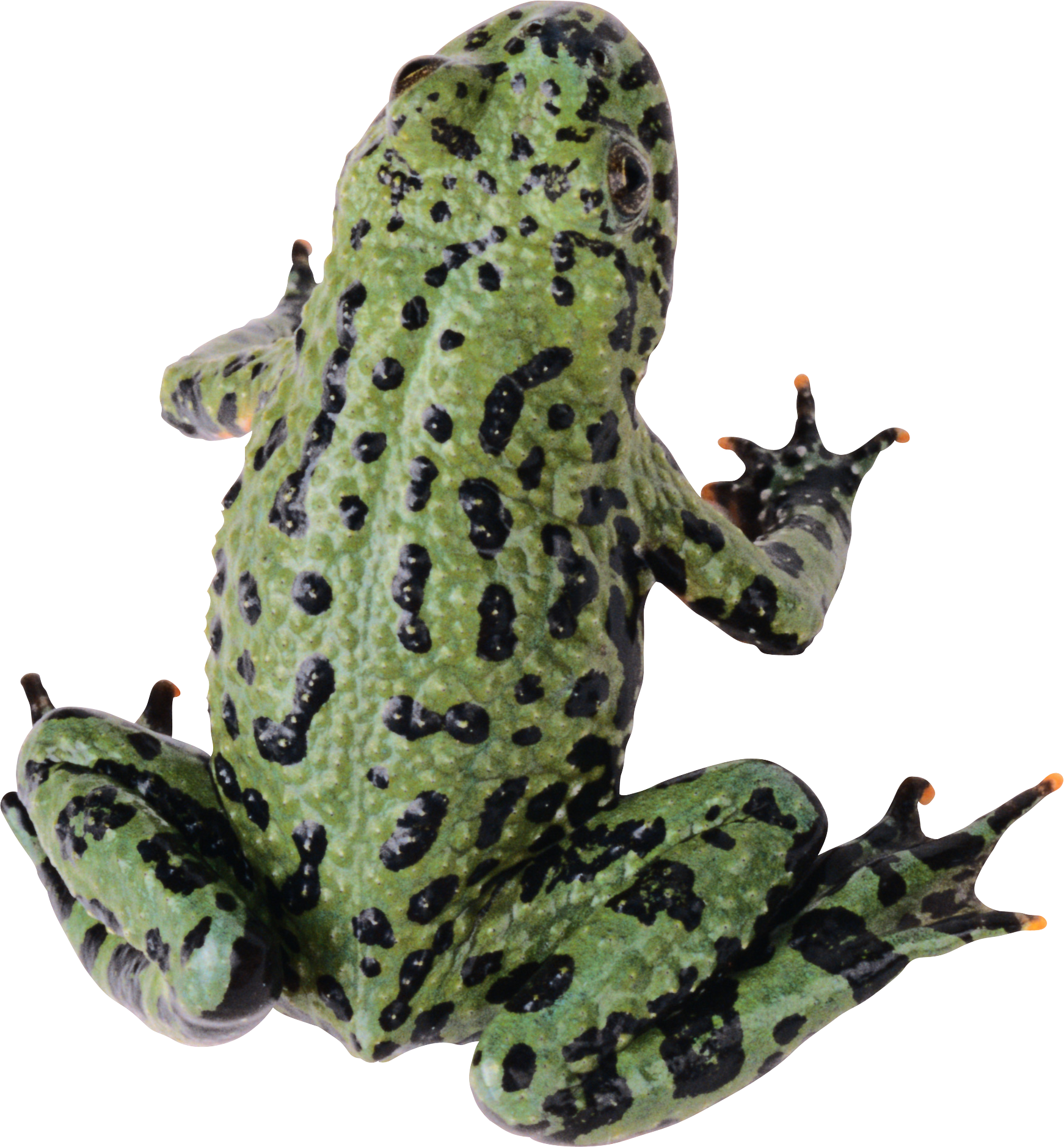 Frog Image Hd PNG Transparent Background, Free Download #43156 ...