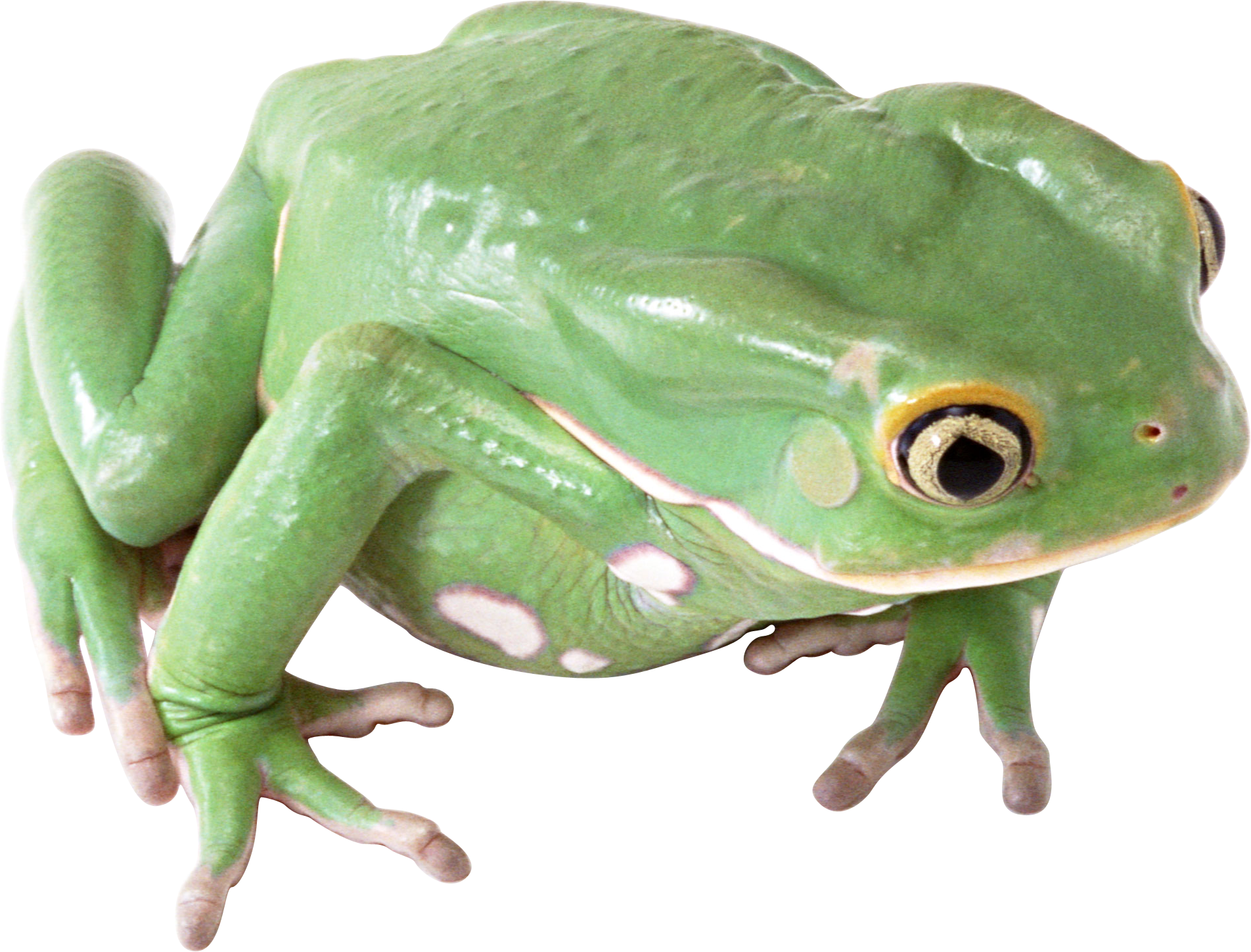Frog PNG, Frog Transparent Background - FreeIconsPNG