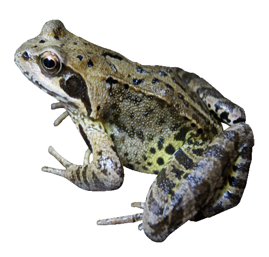 Frog PNG Transparent Background, Free Download #43134 - FreeIconsPNG