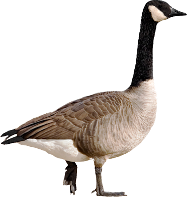 Goose png pictures #33511 - Free Icons and PNG Backgrounds