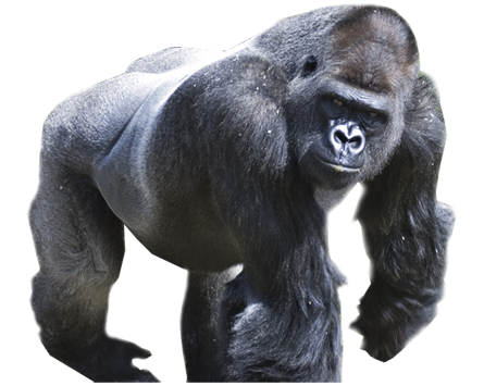 Gorilla Icon Download PNG Transparent Background, Free Download #37854 ...