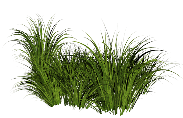Grass PNG, Grass Transparent Background - FreeIconsPNG