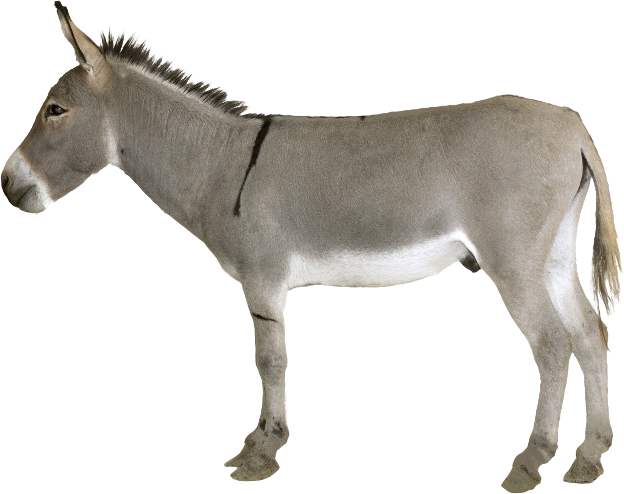 Gray Donkey PNG Transparent Background, Free Download #47494 - FreeIconsPNG