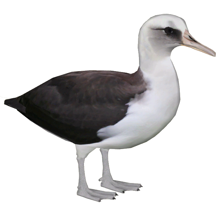 Great Appearance Albatross Picture PNG Transparent Background, Free ...
