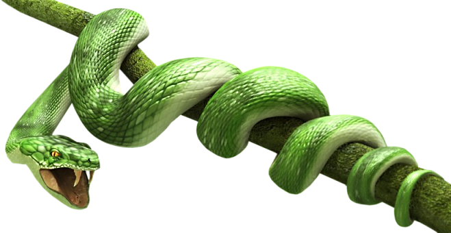 Snake PNG, Snake Transparent Background - FreeIconsPNG
