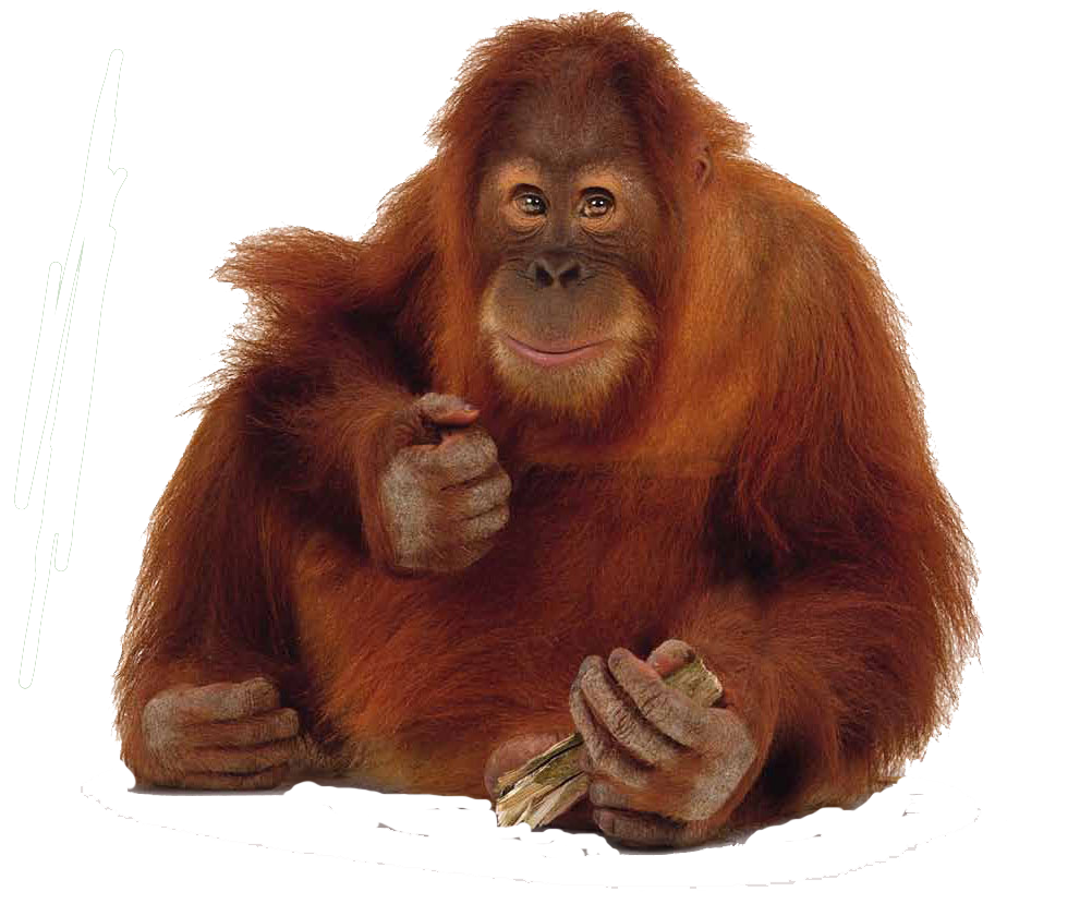 Orangutan PNG, Orangutan Transparent Background - FreeIconsPNG
