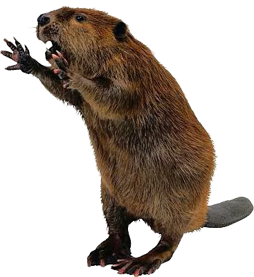 Hd Combative Beaver Background PNG Transparent Background, Free ...
