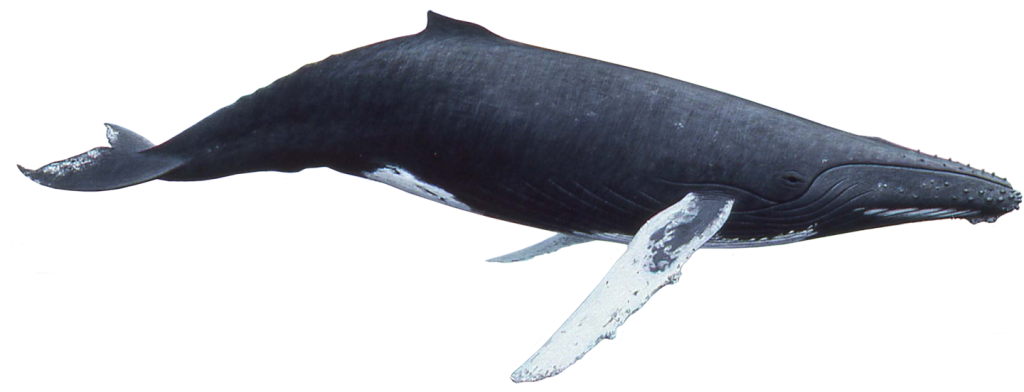 Hd Whale Background Image PNG Transparent Background, Free Download ...