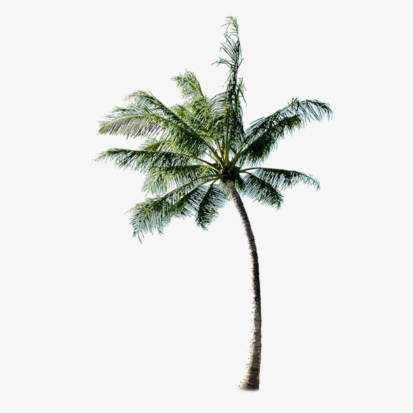 High Resolution Coconut Tree Clipart PNG Transparent Background, Free ...