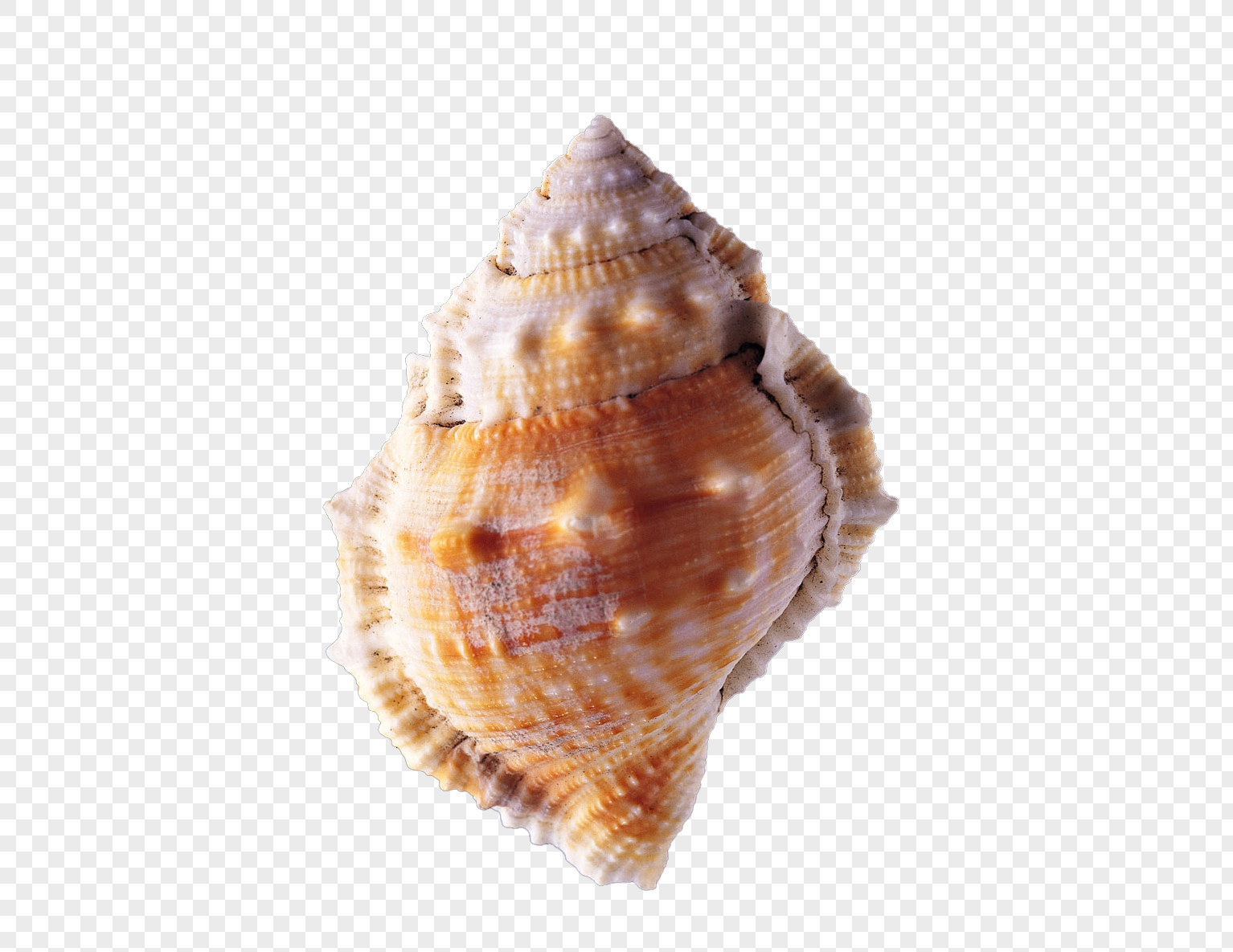 High Resolution Conch Clipart PNG Transparent Background, Free Download ...