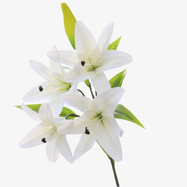 High Resolution Lily Icon PNG Transparent Background, Free Download ...
