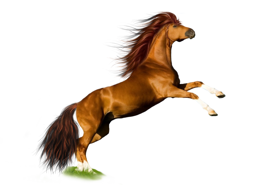 Download Horse Icon PNG Transparent Background, Free Download #22542 ...