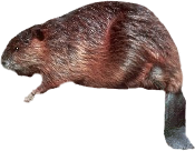 Beaver PNG, Beaver Transparent Background - FreeIconsPNG
