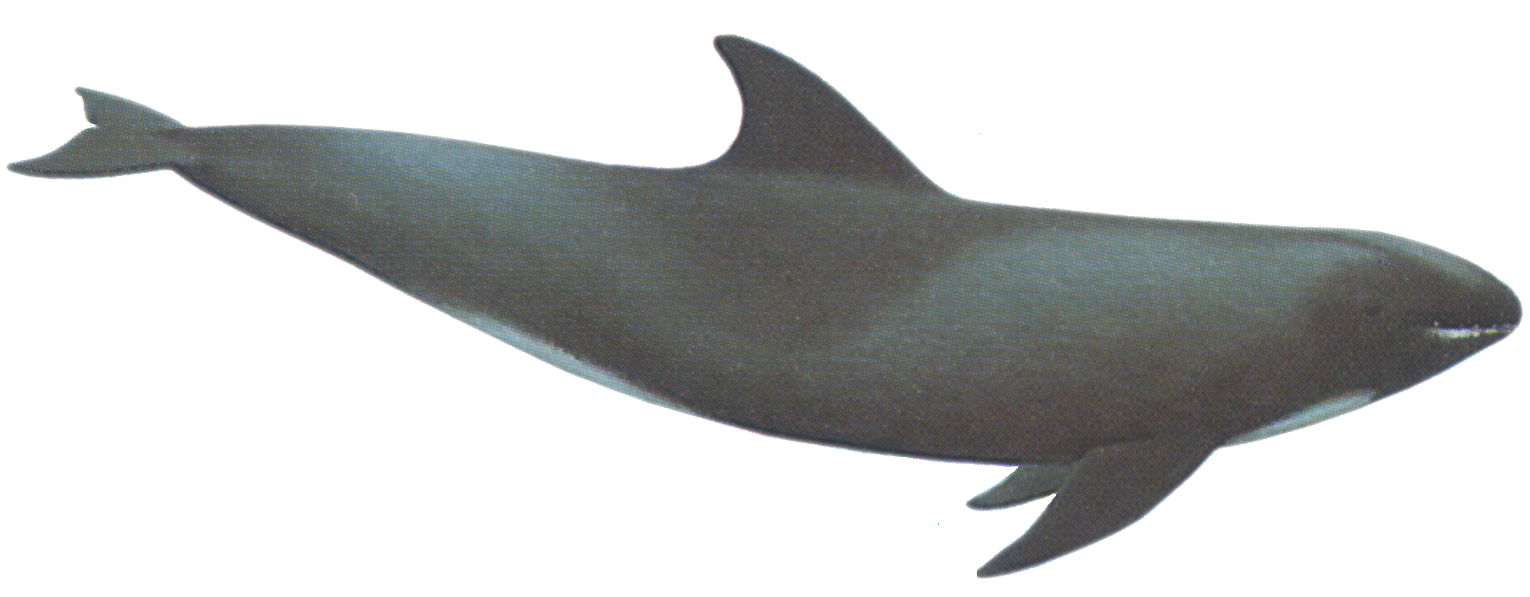 Insidious Whale Images PNG Transparent Background, Free Download #47823 ...